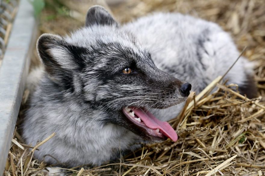 Ces 30 photos d'animaux qui auraient dû devenir des "fourrures de la ...