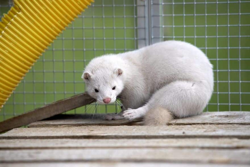 Ces 30 photos d'animaux qui auraient dû devenir des "fourrures de la ...