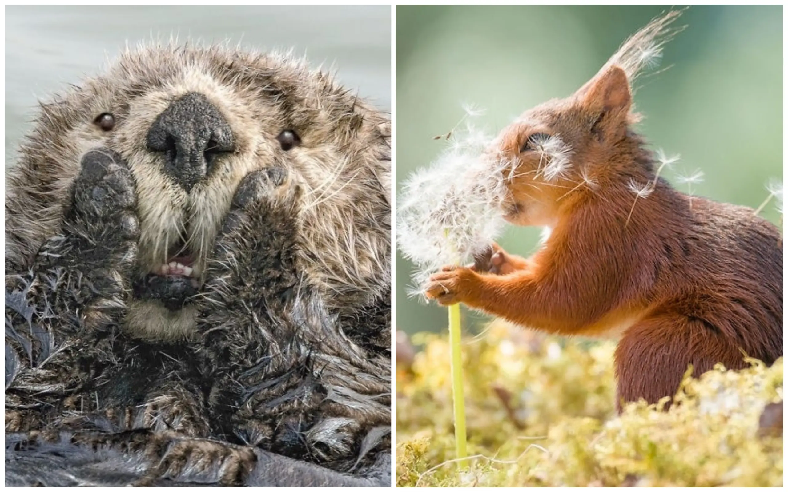 Découvrez les meilleures photos de la compétition "Comedy Wildlife ...