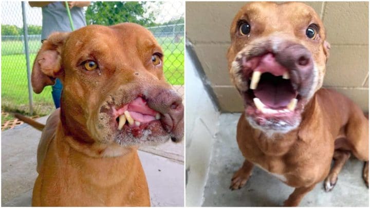 [VIDEO] L'émouvante scène d'un chien s'occupant d'un enfant trisomique