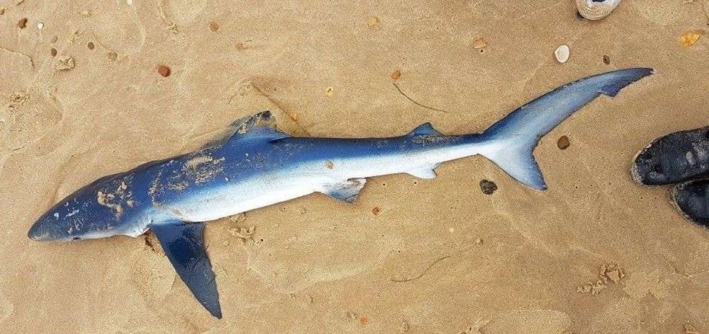 Un requin bleu retrouvé échoué sur une plage du Cap Ferret