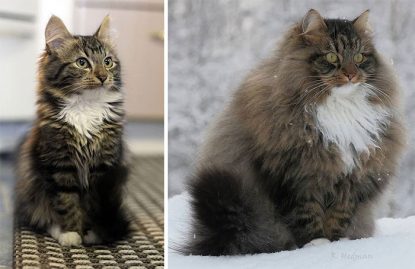 Ces chats fluffy finlandais vivent leur meilleure vie dans le froid ...