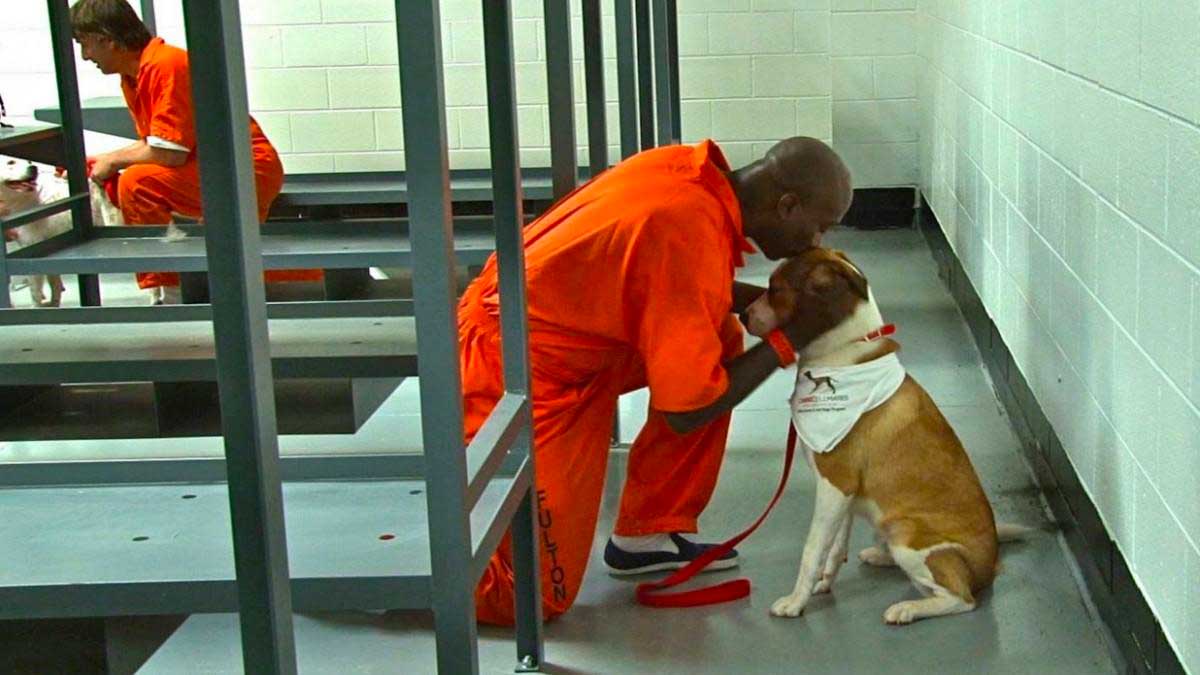 Les chiens de prison : la nouvelle thérapie carcérale qui fait du bien ...