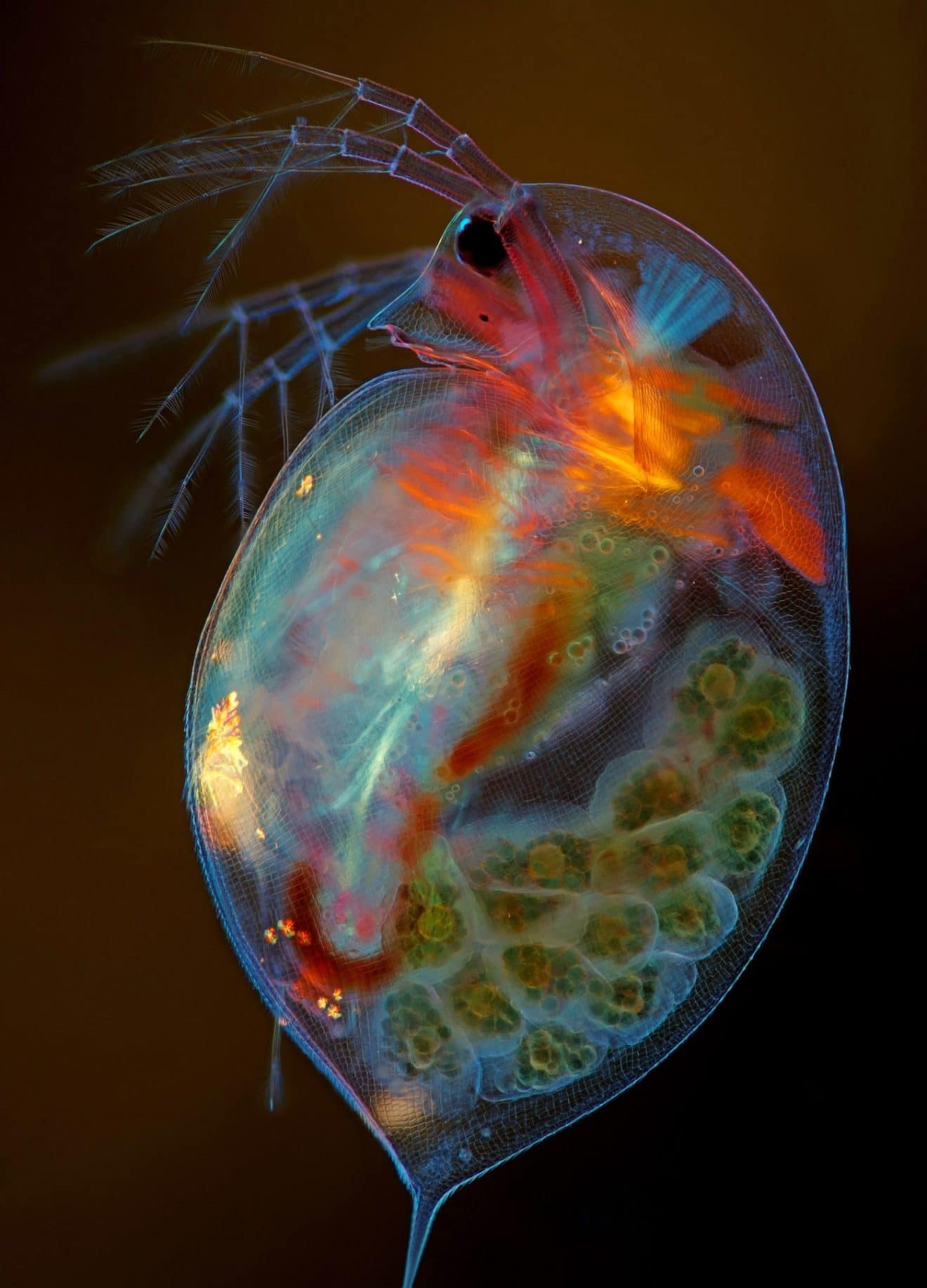 Les photographies du monde microscopique de 2019 sont splendides ...
