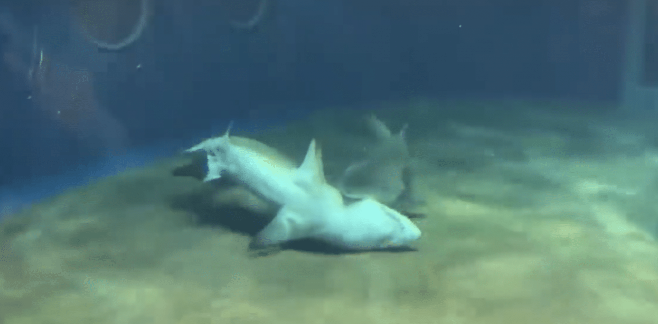 Un requin sauve son ami requin d'une mort inévitable ! (Vidéo)