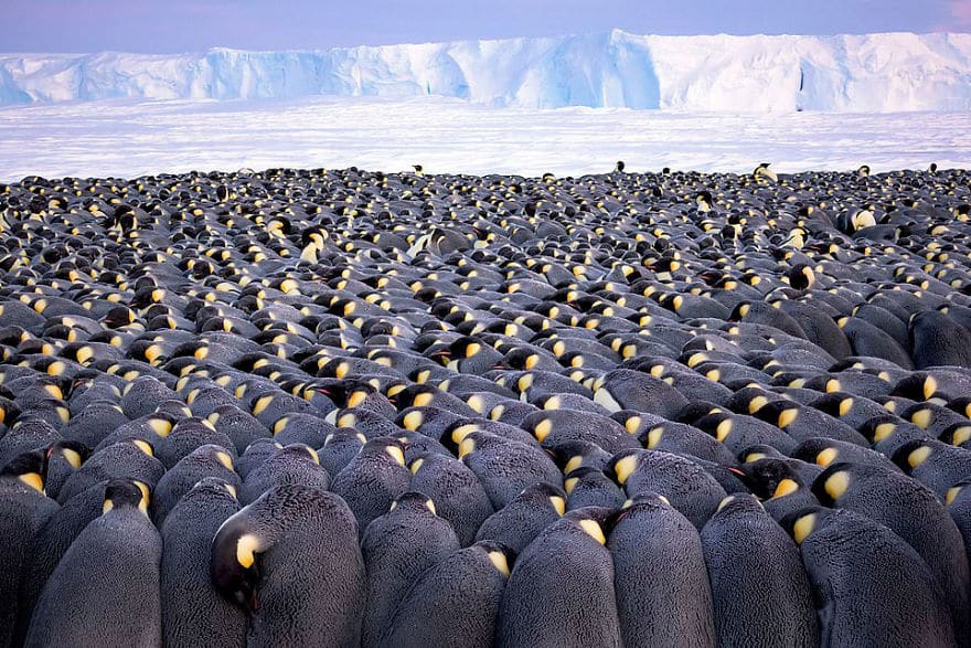 Découvrez les plus belles photographies animalières primées lors du ...