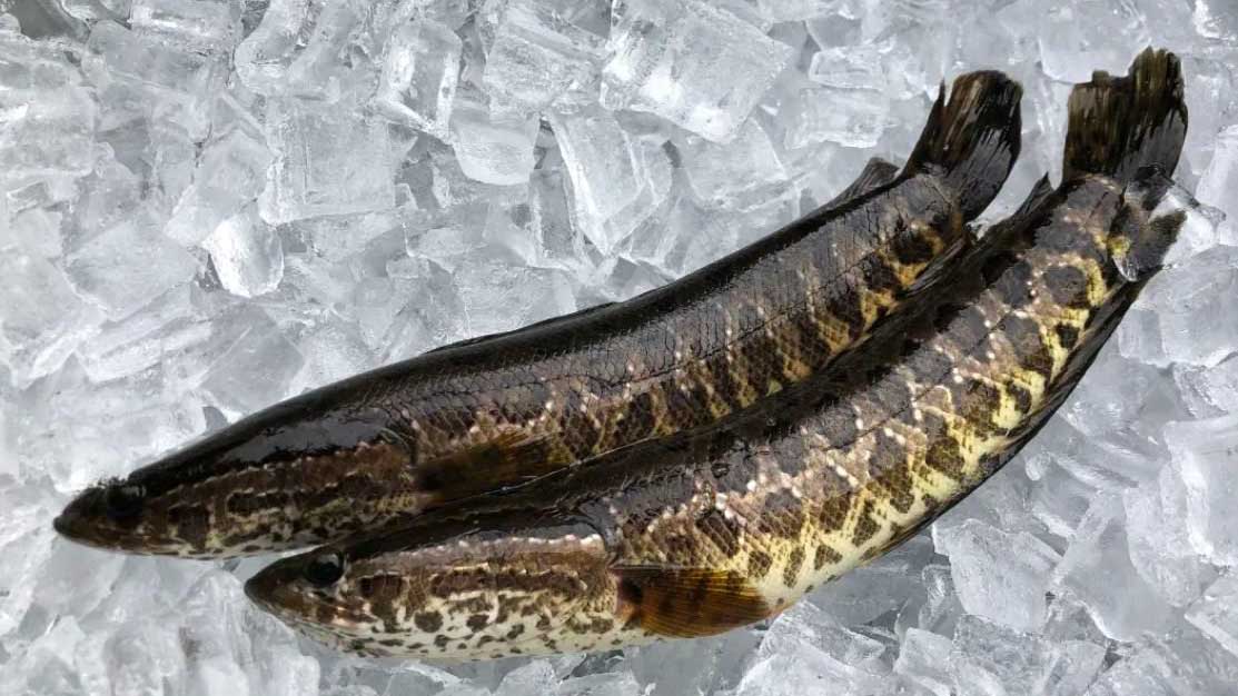 Invasion des têtes-de-serpent : ce dangereux poisson qui peut vivre ...
