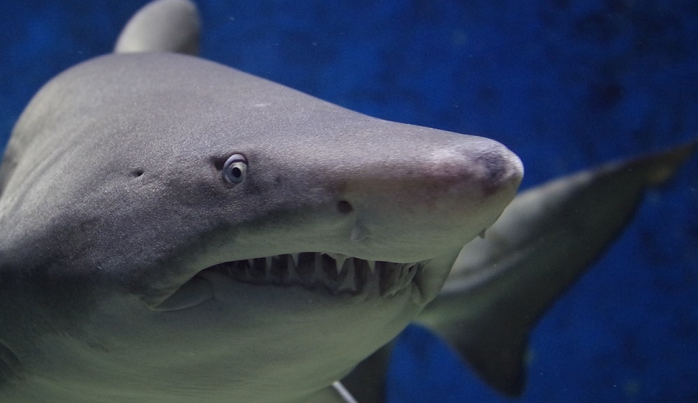 Un requin-tigre dévore la planche d'un homme en paddle (vidéo)