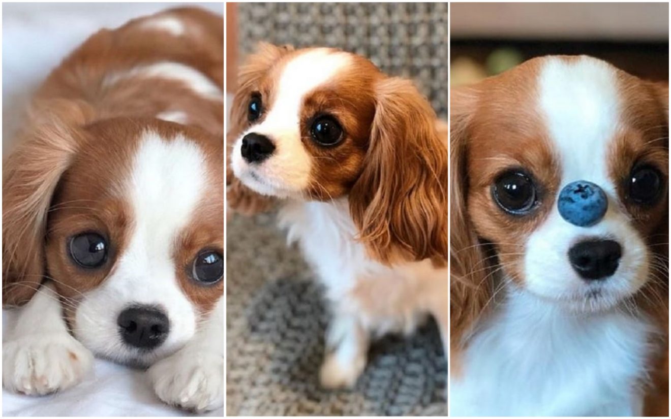 C'est le Cavalier King Charles le plus miniscule du monde... Et il va ...