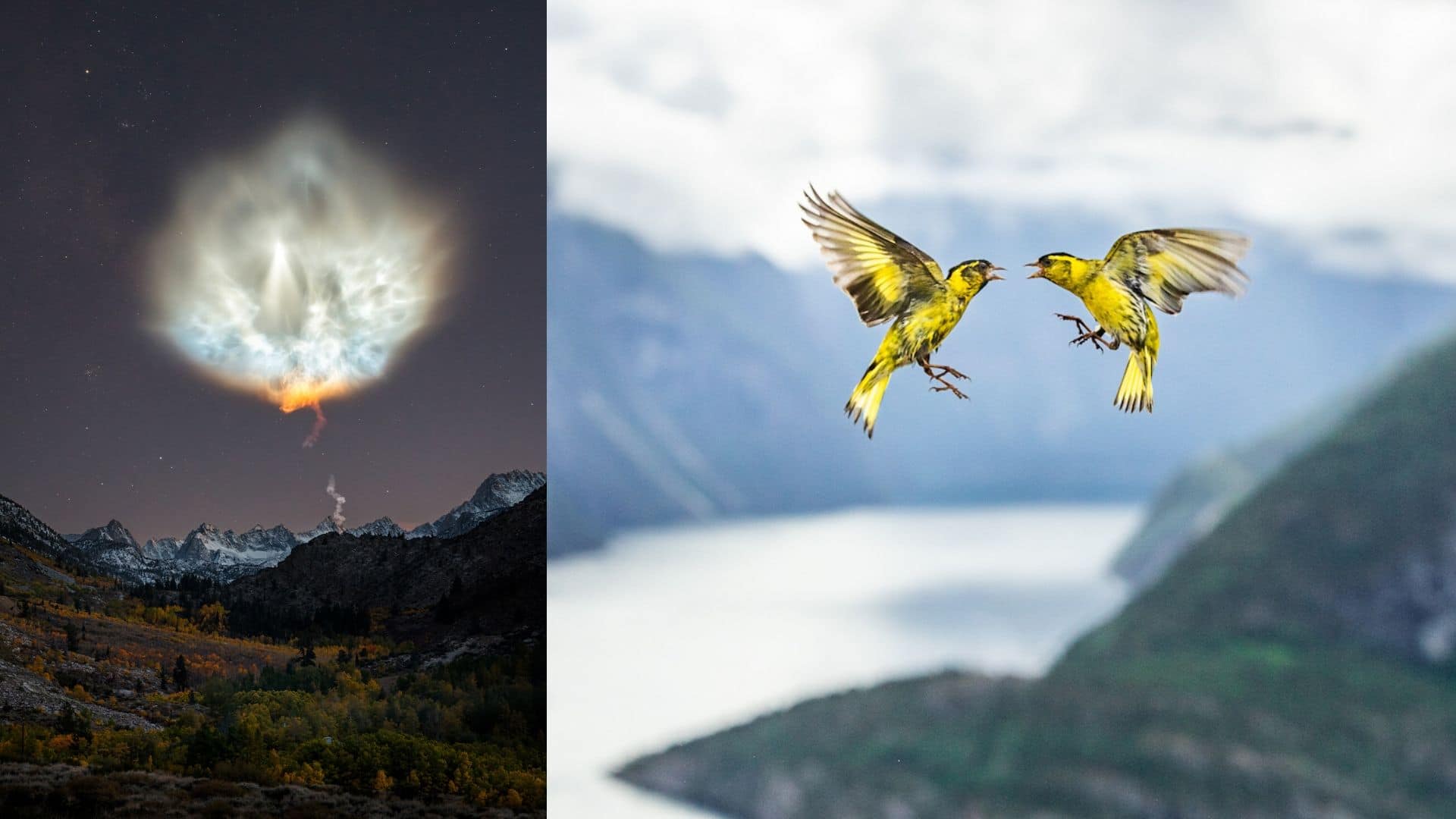 Les photographies du Nature Photographer Of The Year viennent d'être ...
