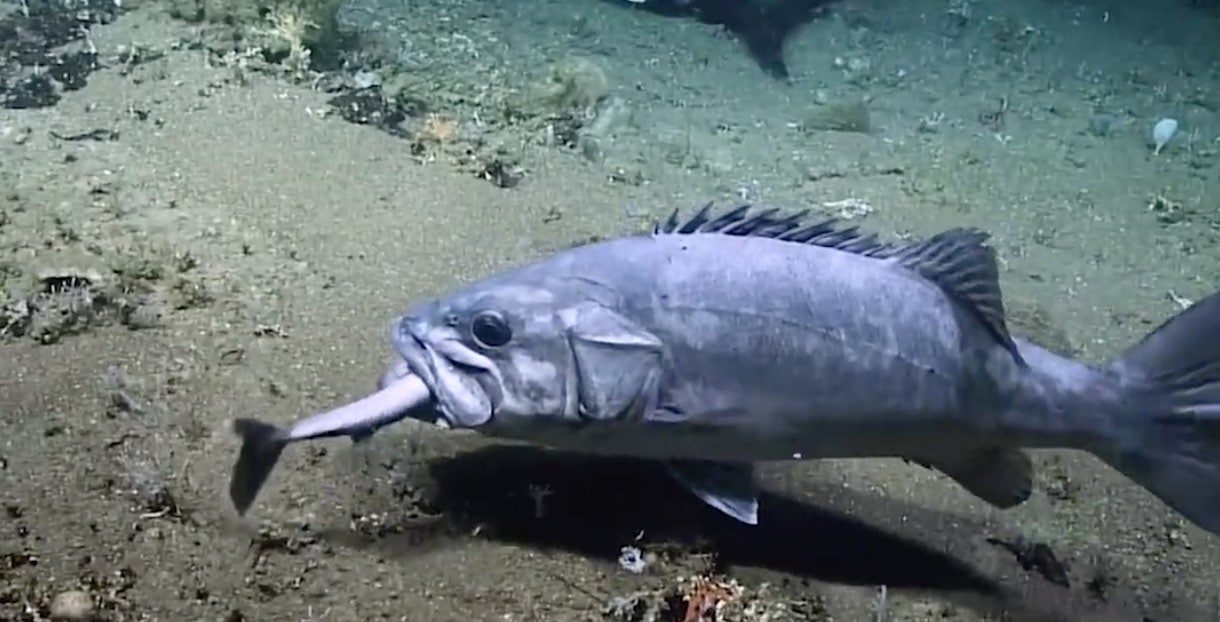Incroyable : un énorme poisson dévore un requin d'une seule bouchée ...