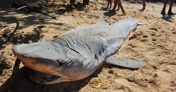 Les images glaçantes d'un cadavre de requin éventré retrouvé sur une ...