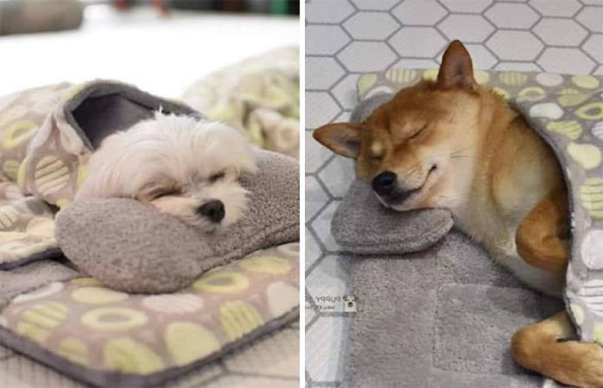 Chiens endormis : 24 photos qui vont vous faire craquer ! - Page 2 sur 5
