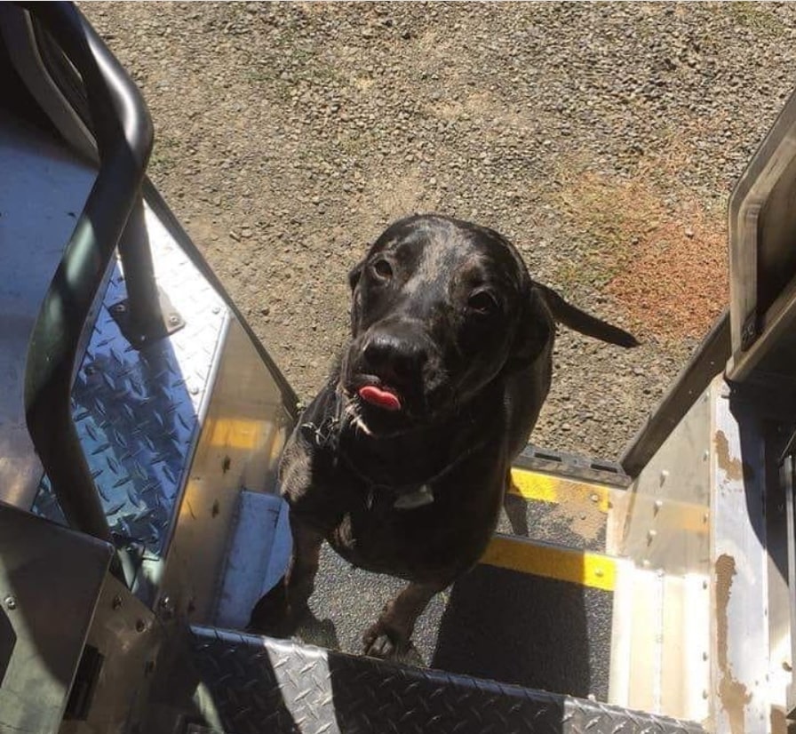 Ce groupe rend hommage à tous les chiens qui rendent visite aux ...
