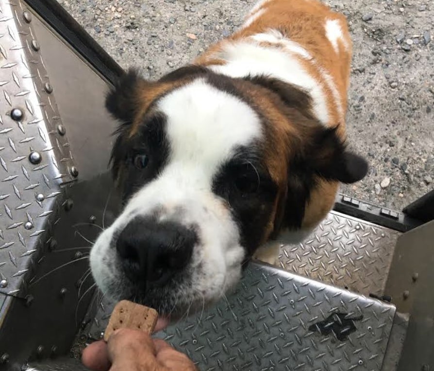 Ce groupe rend hommage à tous les chiens qui rendent visite aux ...