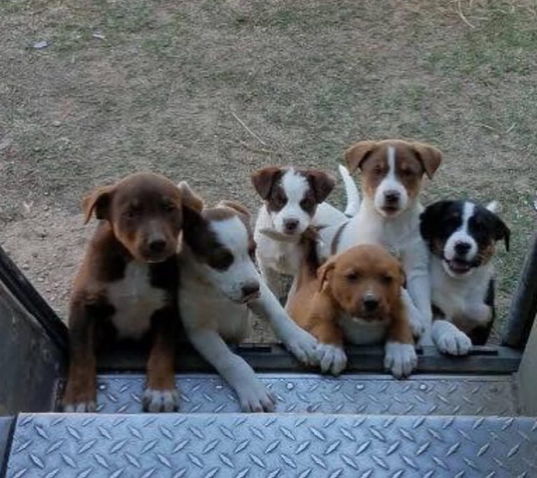 Ce groupe rend hommage à tous les chiens qui rendent visite aux ...