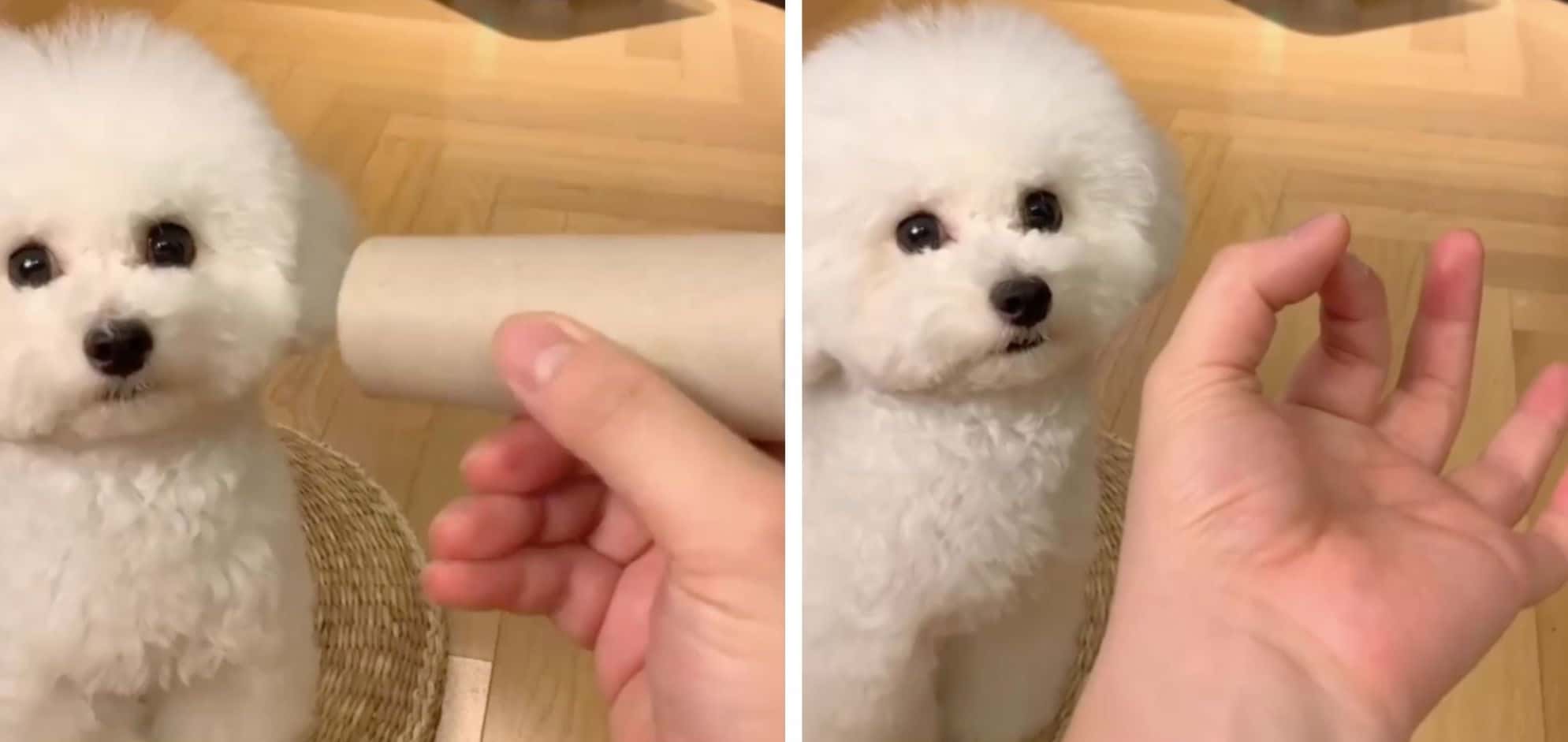 Ce chien enfonce sa tête dans un rouleau de papier toilette (Vidéo)