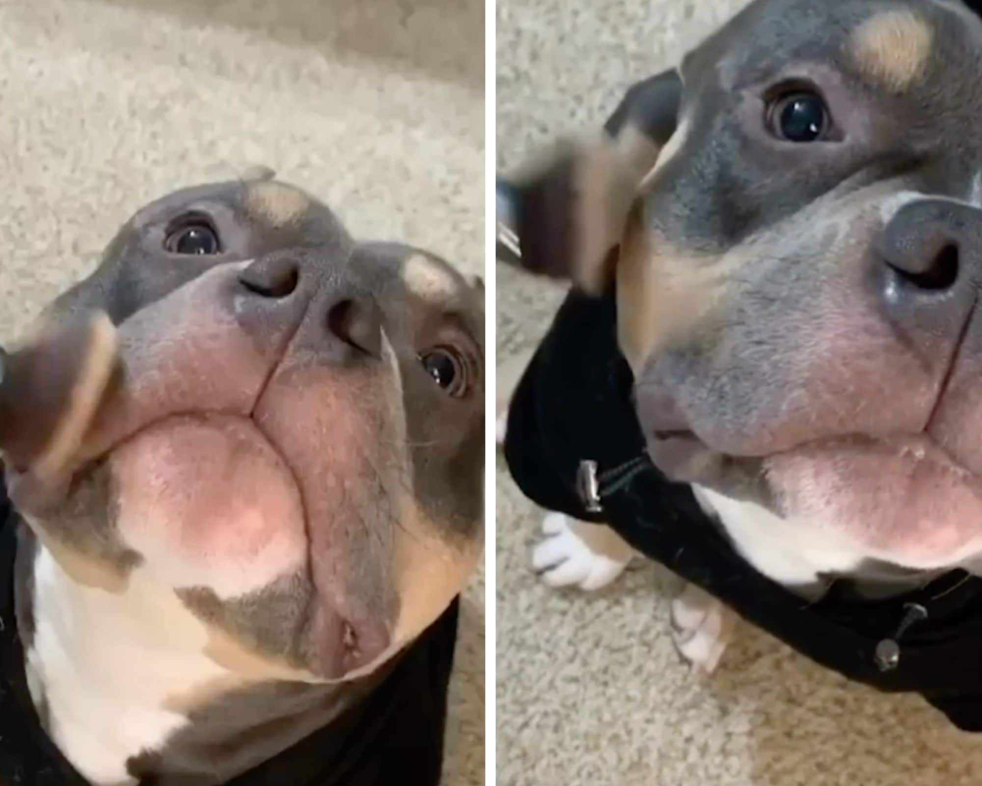 Ce chien se fait maquiller, et il adore ça ! (Vidéo)