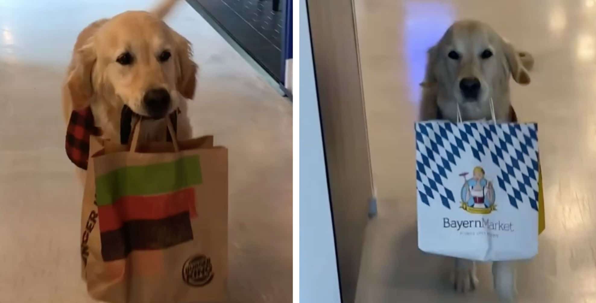 Ce chien fait les courses pour ses maitres et c'est trop mignon ! (Vidéo)
