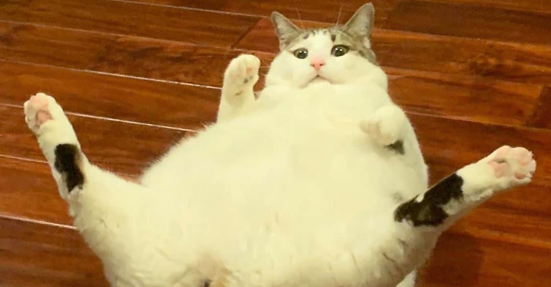 Elle emmène son chat chez le toiletteur et a un énorme fou rire lorsqu ...