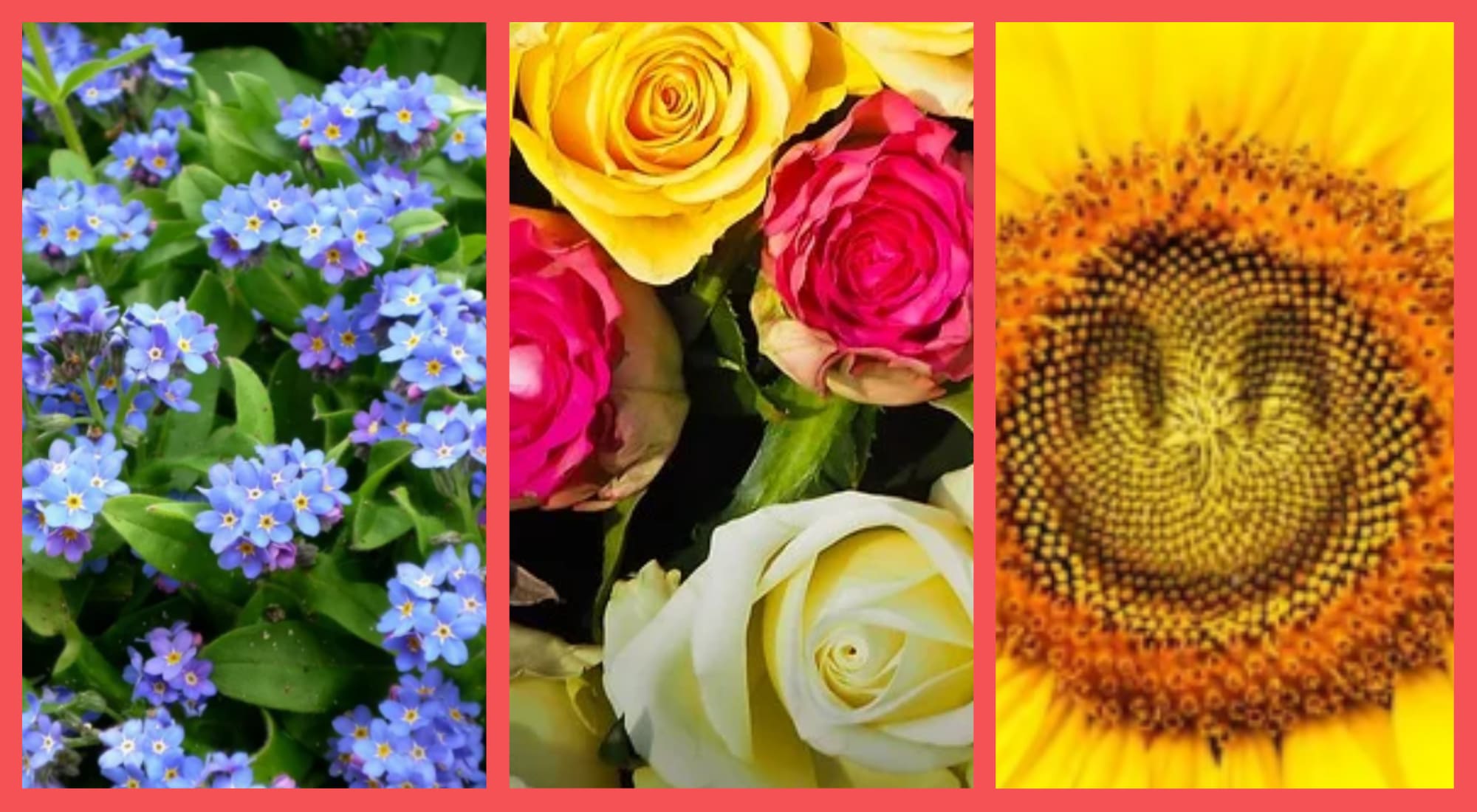 Découvrez la vraie signification des fleurs : faites attention avant d ...