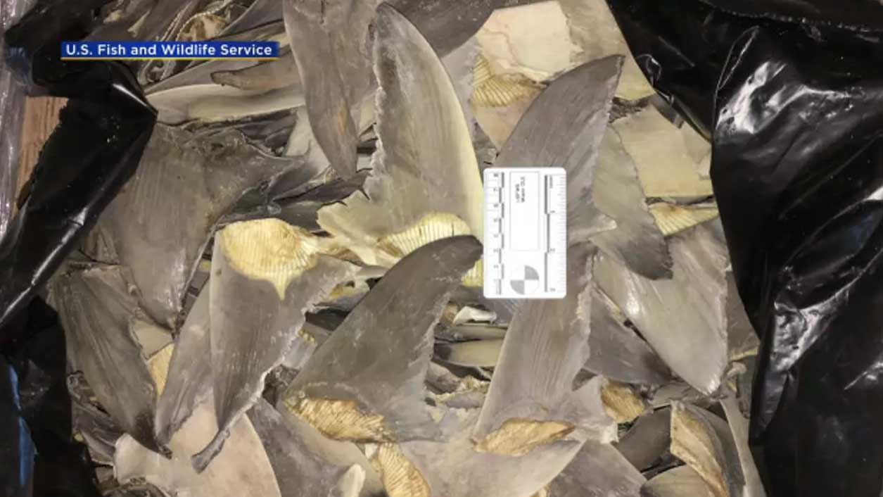 635 kilos d’ailerons de requins estimés à 1 million $ ont été ...