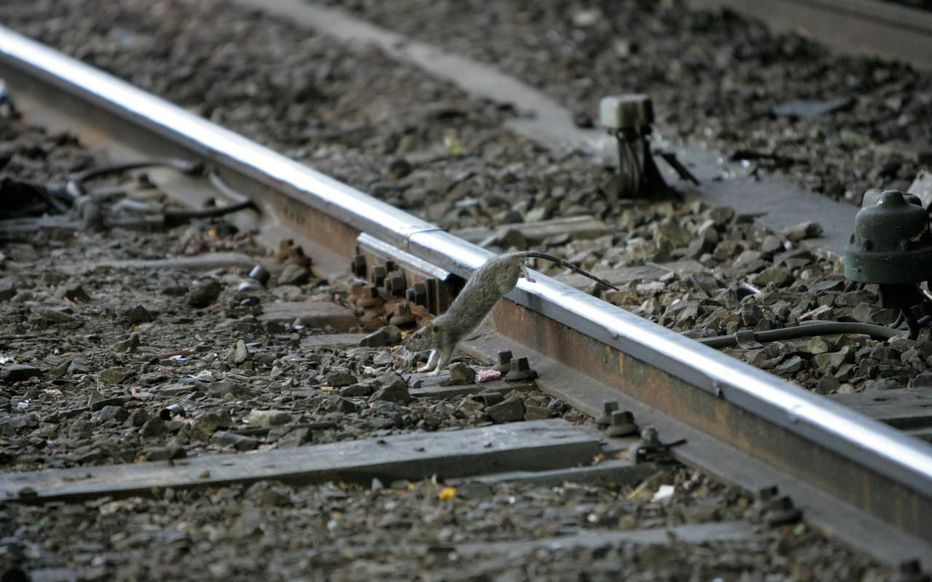 Métro parisien : des rats, des chauves-souris, des renards… quels sont ...