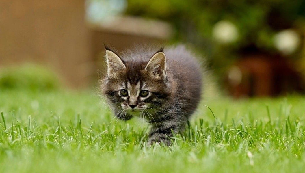Ce chat pourrait être le meilleur ami des policiers grâce à la chose ...