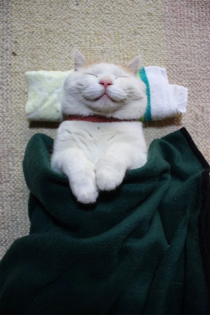 Découvrez 35 photos du chat le plus zen d'Instagram qui vient de nous ...