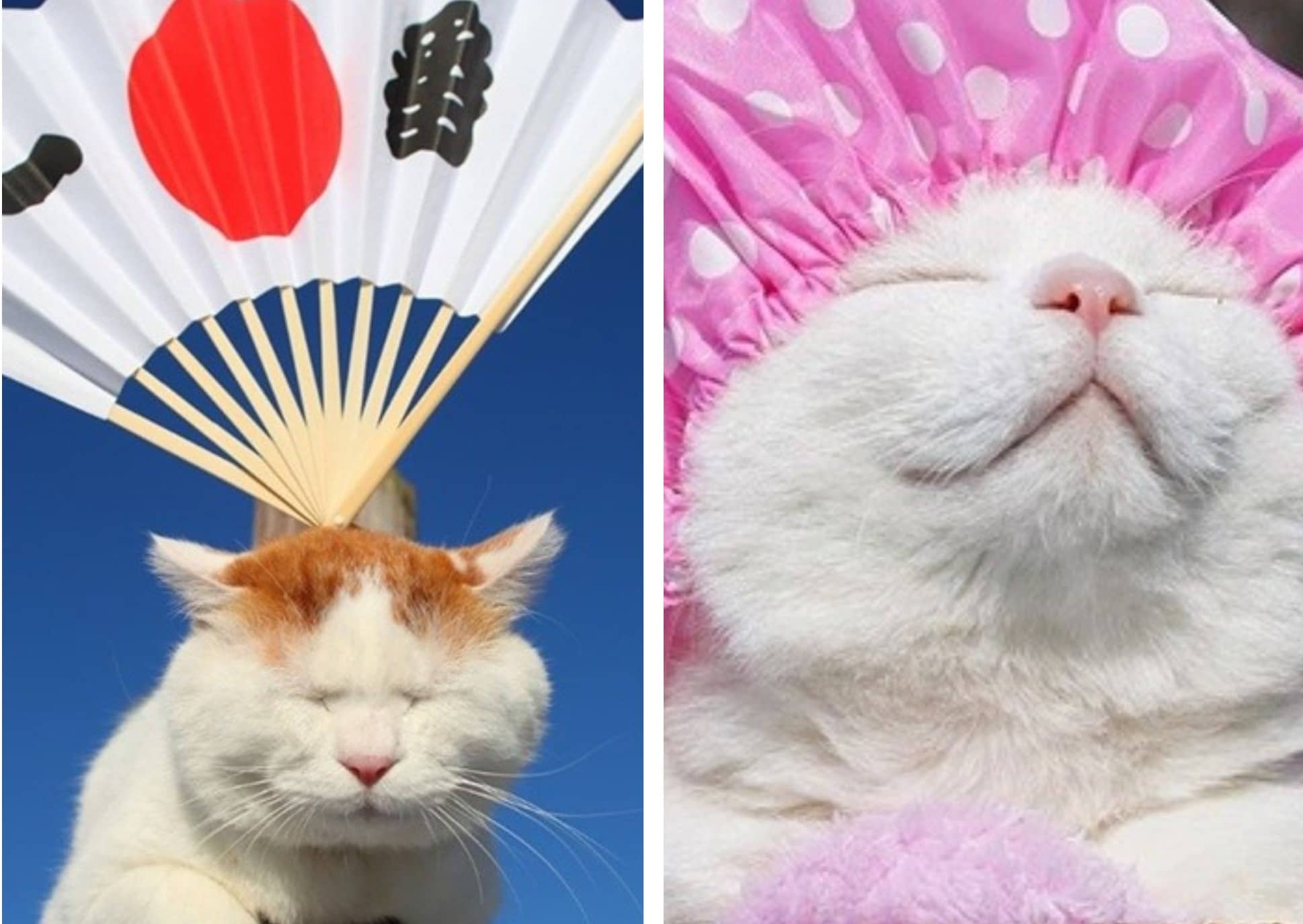 Découvrez 35 photos du chat le plus zen d'Instagram qui vient de nous ...