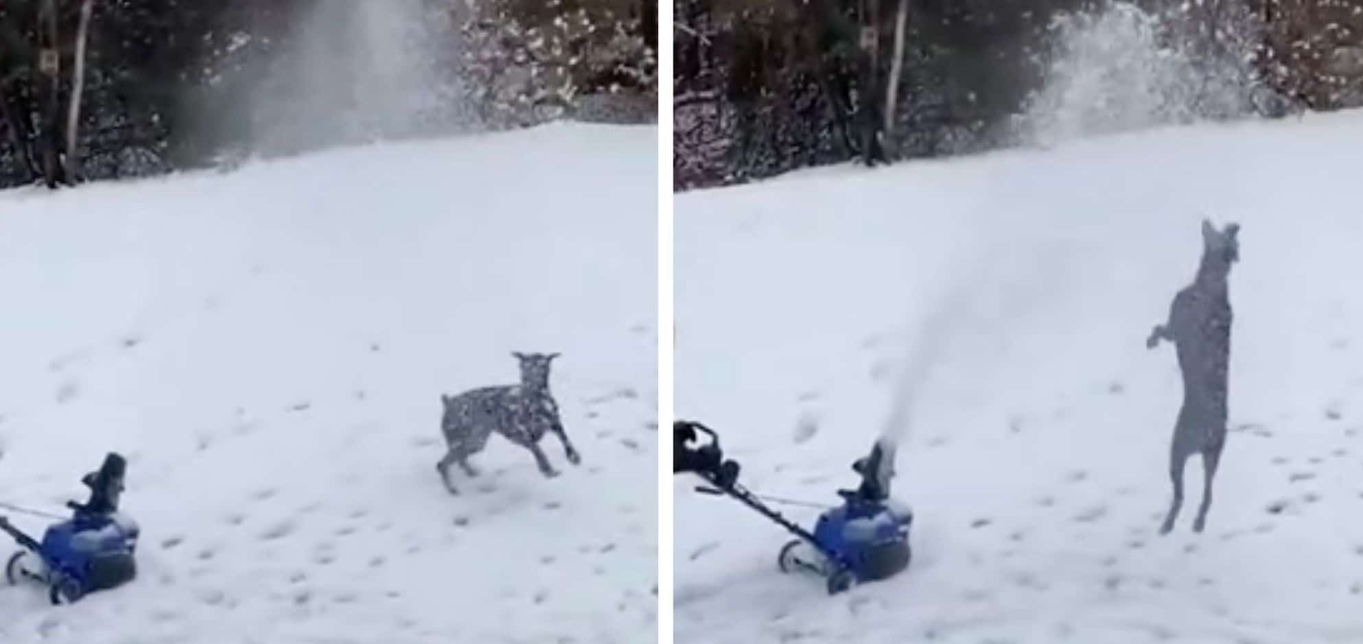Ce chien est complètement fou lorsqu'il voit de la neige, et c'est trop ...