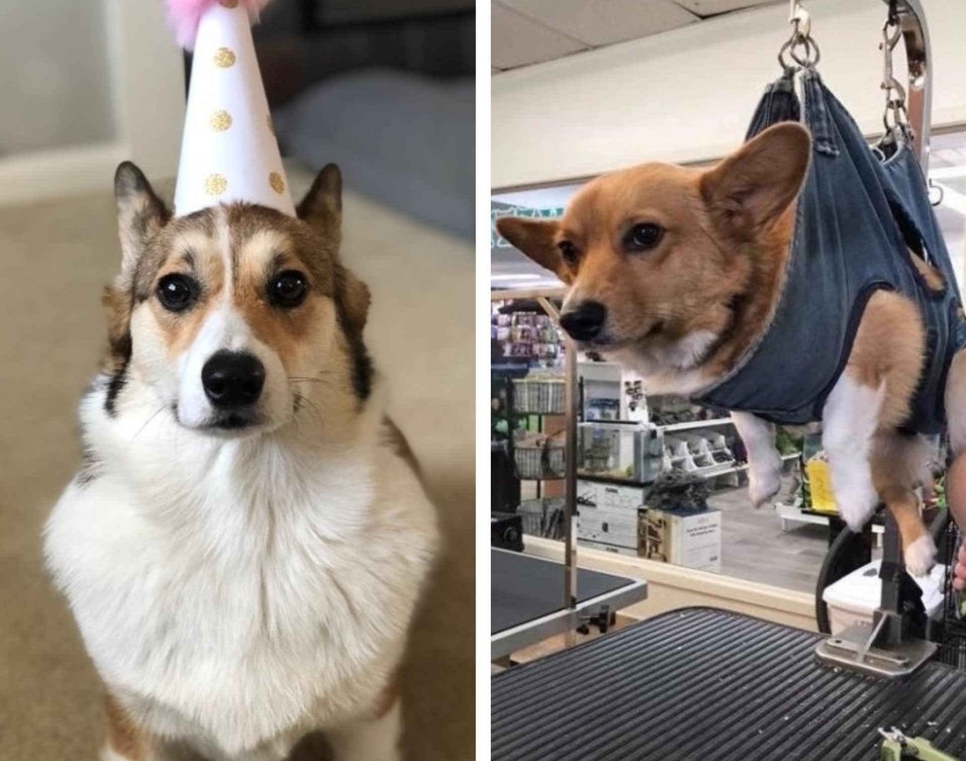 Découvrez 45 photos amusantes de Corgi