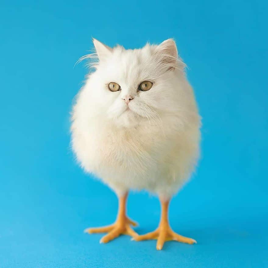 25 photos amusantes d'animaux hybrides qui vont vous étonner