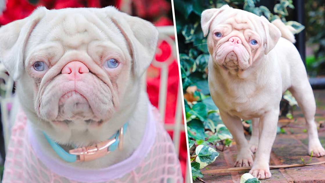 Ce magnifique petit carlin rose fait craquer les internautes