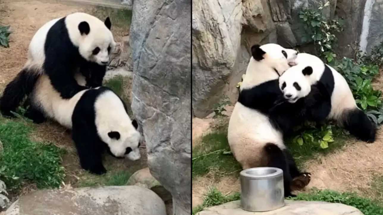 Un couple de pandas a réussi à s’accoupler au bout de 10 ans