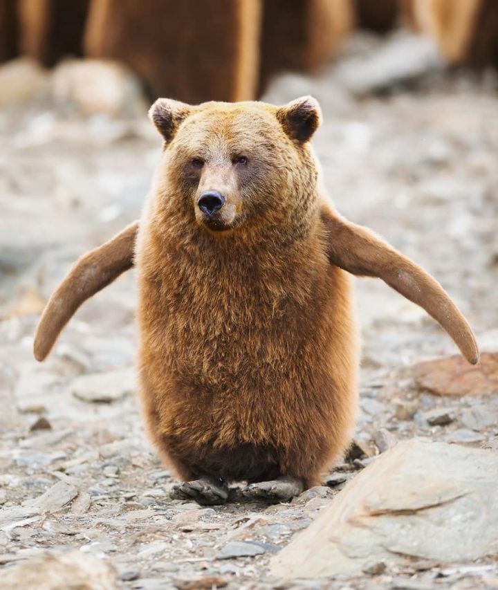 25 photos amusantes d'animaux hybrides qui vont vous étonner ! - Page 3 ...