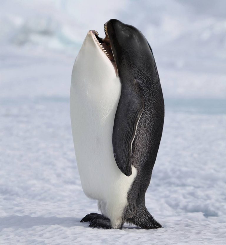 25 photos amusantes d'animaux hybrides qui vont vous étonner ! - Page 5 ...