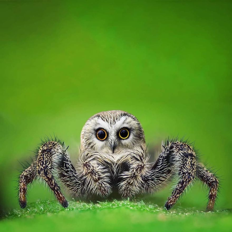 25 photos amusantes d'animaux hybrides qui vont vous étonner ! - Page 4 ...