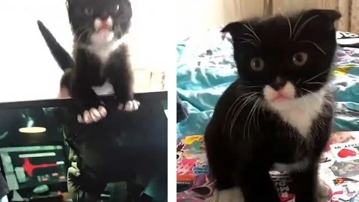 Son chat trop mignon bondit sur son écran pour attirer l’attention ...