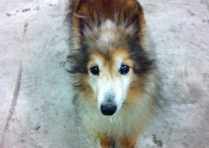 Ils sauvent un chien mal en point, ce que leur annonce le vétérinaire ...