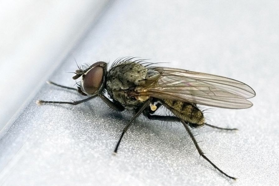 Voici 10 astuces imparables pour chasser les mouches de votre maison