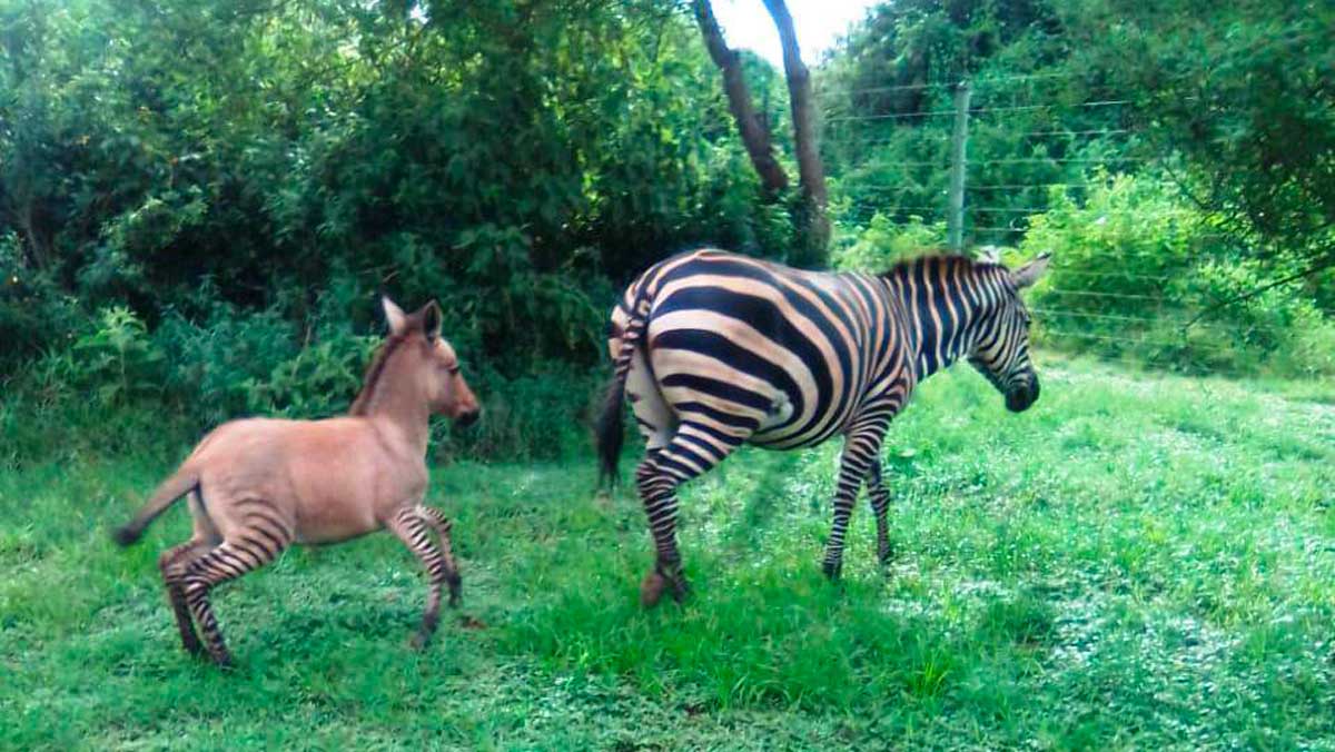 Un zonkey est né ! Un zébroïde né d’une zèbre et d’un âne