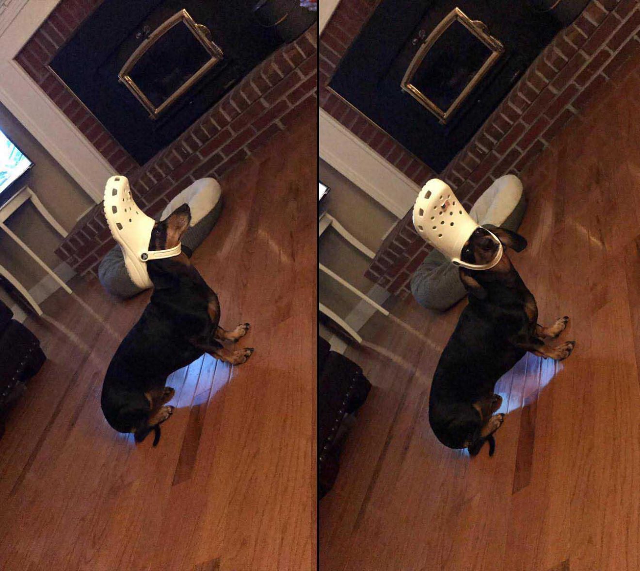 Découvrez 24 photos de chiens à mourir de rire ! Impossible de rester ...