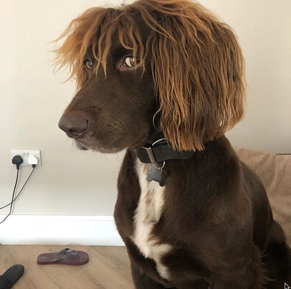 Découvrez 24 photos de chiens à mourir de rire ! Impossible de rester ...