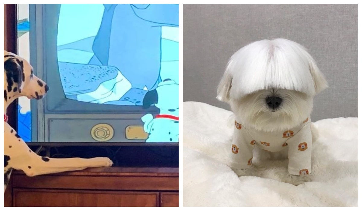 Découvrez 24 photos de chiens à mourir de rire ! Impossible de rester ...