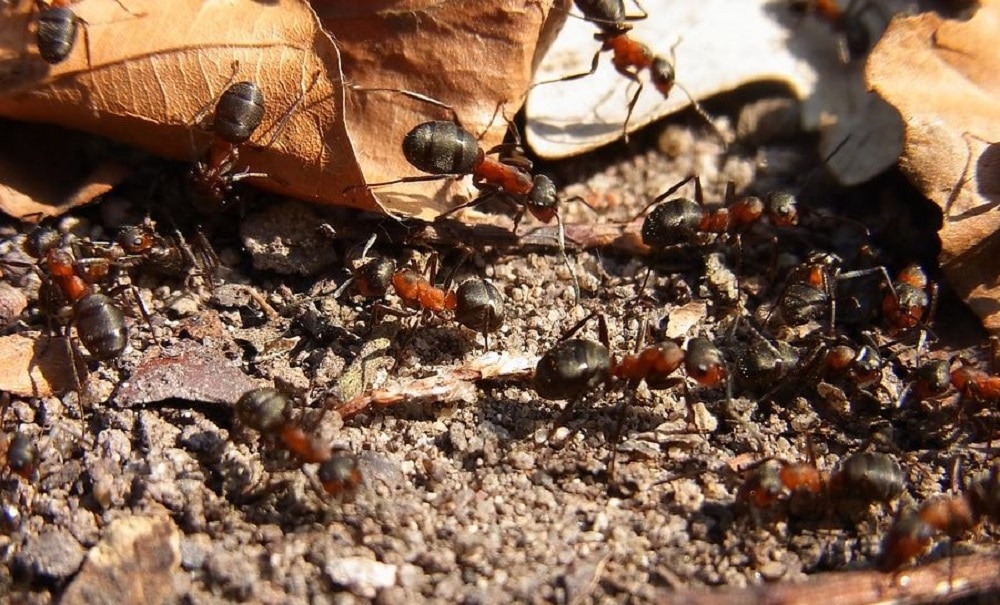 Fourmis Rouges : l'astuce pour s'en débarrasser sans pesticides