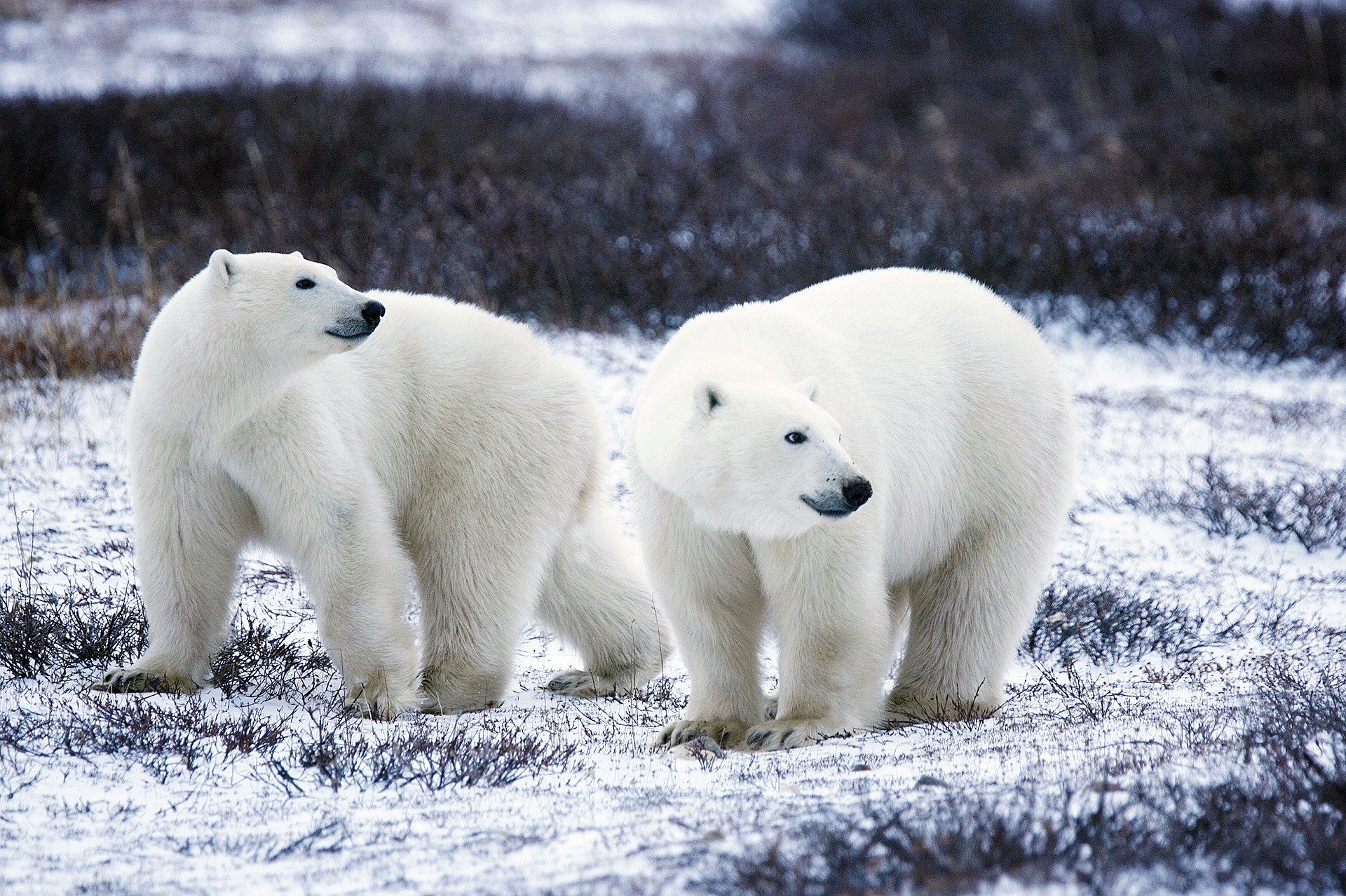 L'espèce des ours polaires risque de s'éteindre... et cela pourrait ...
