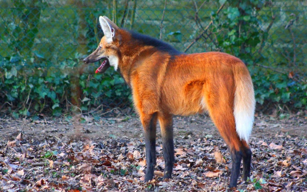 Brésil: un loup à crinière vient manger dans un temple (VIDEO)
