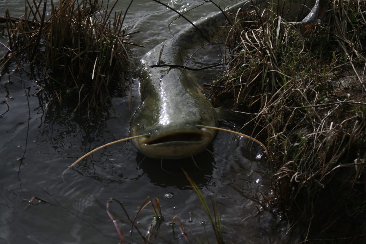 Incroyable ! Il pêche un silure de 90 kilos et plus de 2,40 mètres dans ...