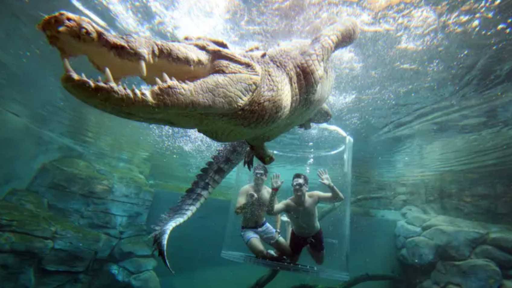 Ce parc plonge ses visiteurs dans le bassin des crocodiles